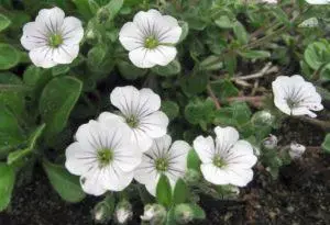 Description of 26 varieties and types of gypsophila perennial, landing and care rules