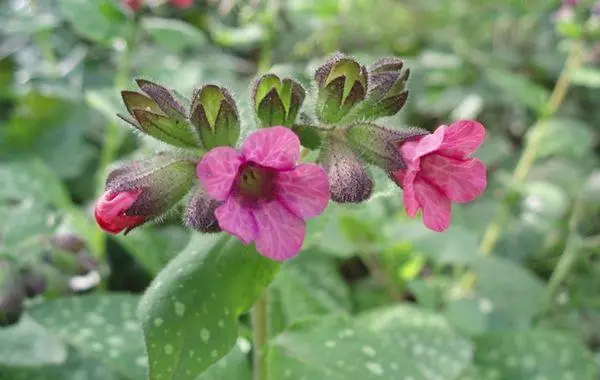 Medician in the garden