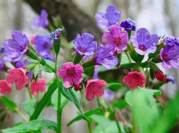 Colored flowers