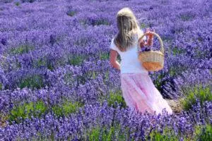 Hoe te planten, groeie en soarch foar Lavender thús