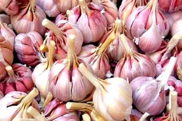 Garlic le saintréithe