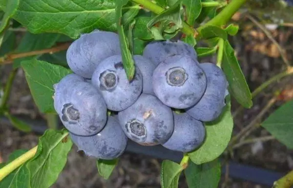Blueberries goiztiarrak