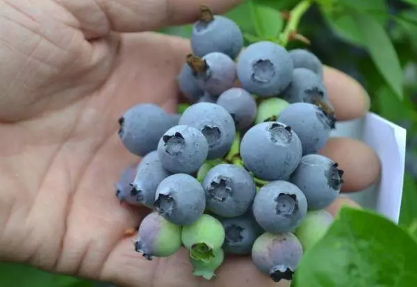 Blueberry fruituak