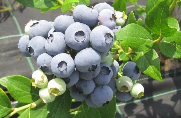Koleksi blueberry
