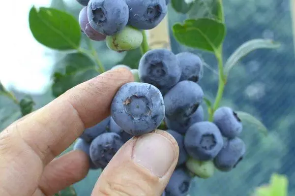 블루 베리 딸기