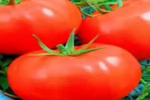Pomidor pomidorowy Opis Słowiański arcydzieło, opieka roślinna