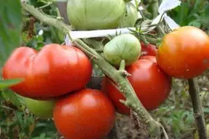 Beskrywing Tomato Lion Tolstoy Tomato, Fakulteite Agrotechnology