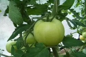 Paradajkový paradajkový stupeň Antonovka Med a jeho vlastnosti