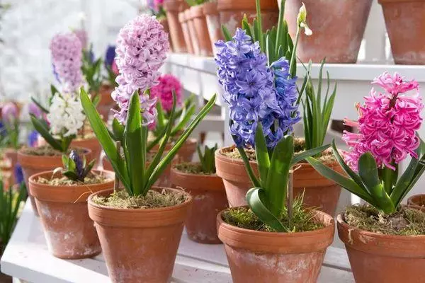 Hyacinth di pots