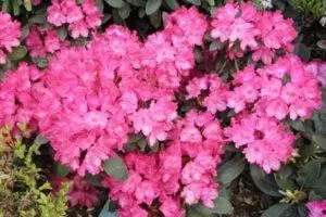 Apraksts un īpašības 16 padotajiem Rhododendron Yakushimansky, nolaišanās un aprūpe