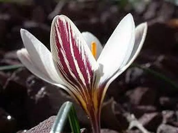 Crocus biting.