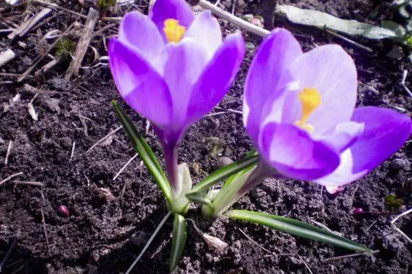 גן crocuses.