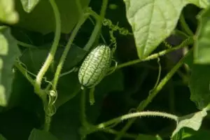 Beschreibung der Melotry Schelava (Maus Melone), Nutzen und Schaden, Merkmale des Wachstums und der Pflege