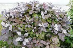 How to get rid of diseases and pests of Barbaris, what to do to combat them