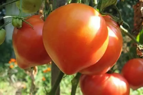 Tomatos gorau