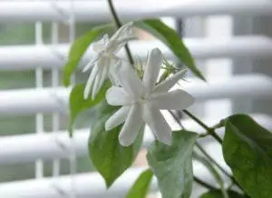 Beschrijving van indoor jasmijn, reproductie en cultivatie, hoe te geven