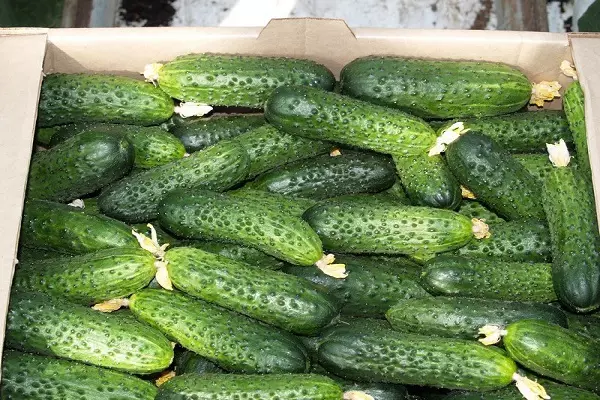 मिराबेरा cucumbers