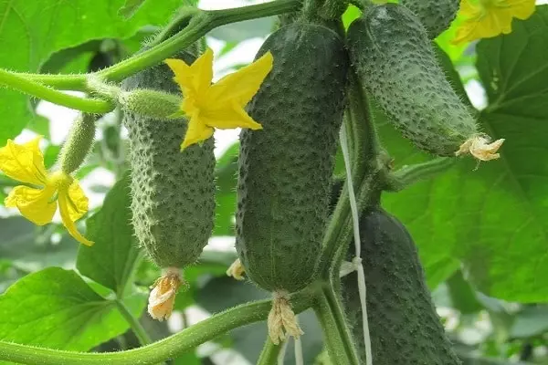 ಮುಖಪುಟ ಕ್ಯಾನಿಂಗ್