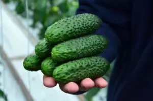 Cucumbers च्या वर्णन एस व्ही 40 9 7 सीव्ही एफ 1, शेती आणि त्यांची काळजी