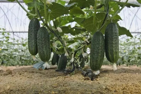 ಇಳಿಮುಖವಾದ ನಂತರ