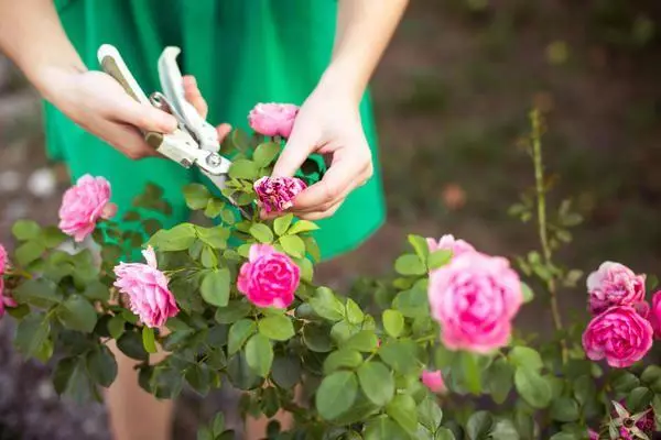 Garniture de rose