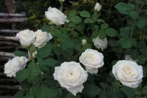 Description et règles de croissance de la variété de roses hybrides de thé-hybride d'anastase