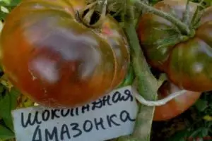 Beschreiwung Tomato Tomato Tomato Schockela Amazon, seng charakteristesch an nozeginn