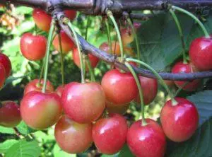 Beskrivning av Cherry Cherry Cherry Rosa, Landning och vård