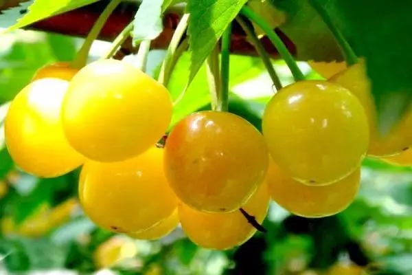 উজ্জ্বল berries.