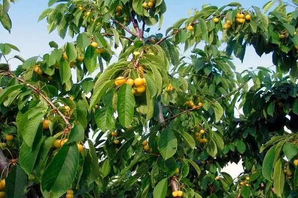 മരം വ്യാപിക്കുന്നു