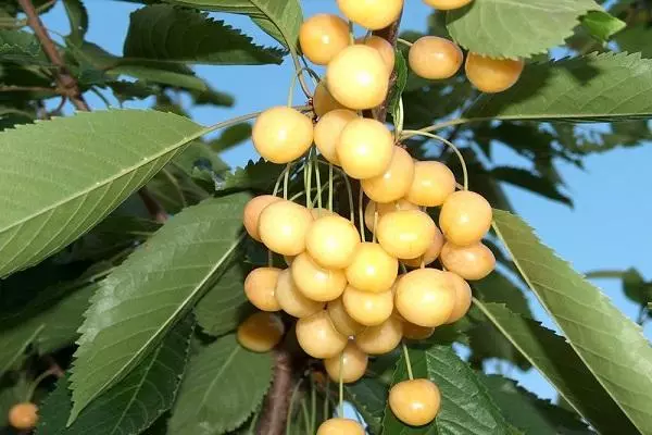 Fruta paleta