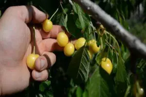 Paglalarawan Cherry Cherry Droogan dilaw, landing, pag-aalaga at polinasyon