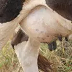Induración de UDDER en bovino: Traktado hejme 1266_3