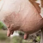 Indurazione della mammella in una mucca: trattamento a casa 1266_4