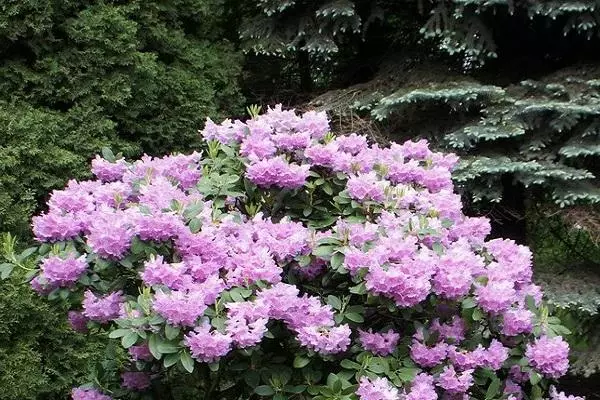 Bloeiende Rhododendronov