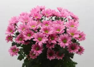 Beschreiwung an Aarte vu Chrysanthemum Bacari, Landung a Fleeg Empfehlungen