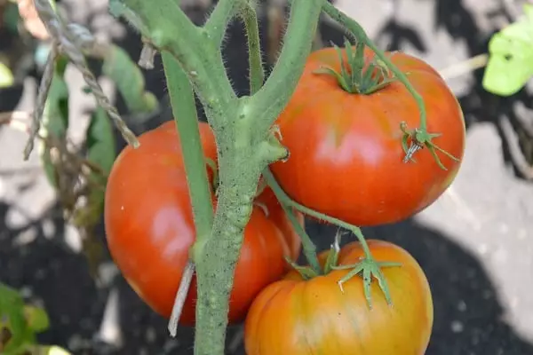 Pomidor xəstəlikləri