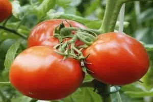 توصیف گوجه فرنگی گوجه فرنگی F1، توصیه هایی برای رشد و مراقبت