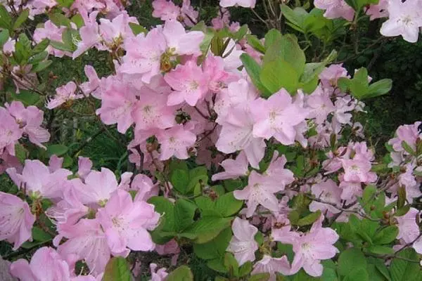 Grm rododendron