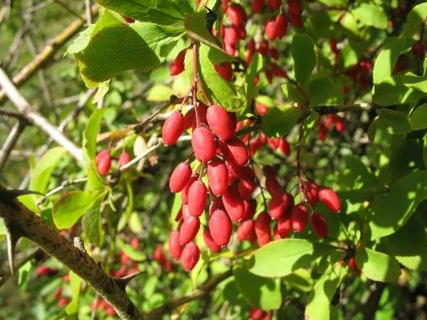 Barberry Branch.