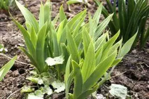 Waarom bloeit de irissen niet wat te doen als een bladeren, oorzaken en behandeling