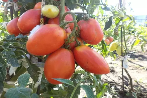 Τα σπορόφυτα είναι μεταμόσχευση