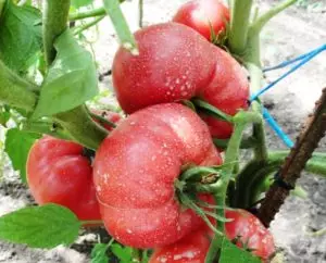 Característica e descrição da variedades de tomate framboesa milagre, seu rendimento