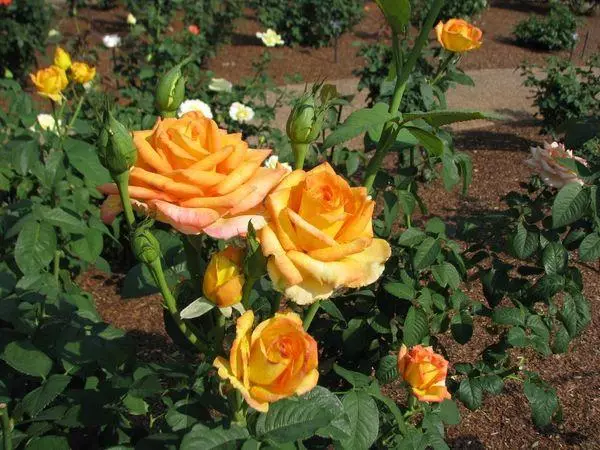 Hybryda róży