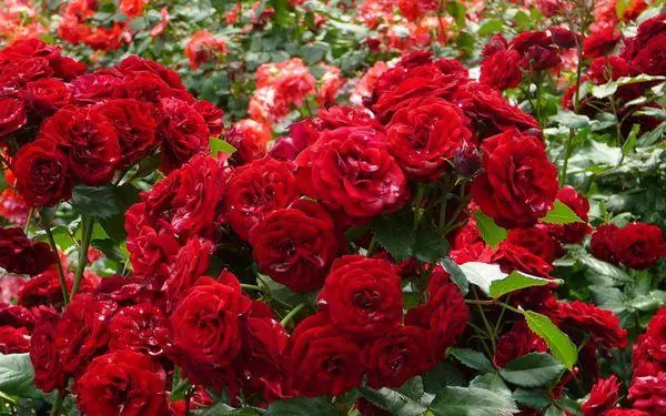 κόκκινα τριαντάφυλλα