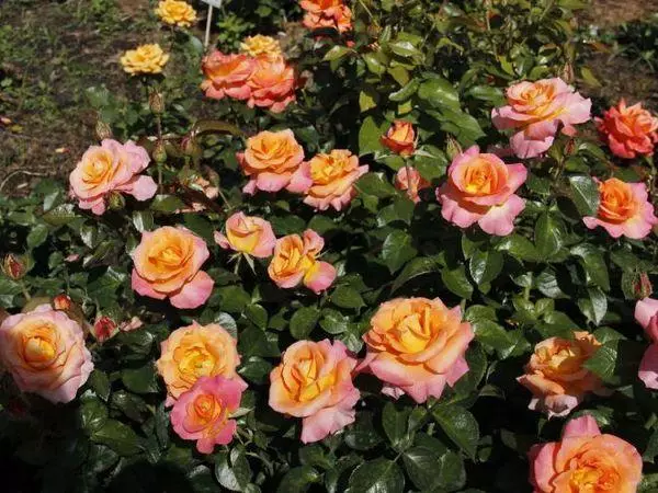 Bush Rose