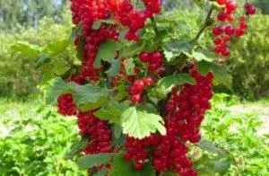 Značilnosti in opis rdečih riarmant sort Urala Beauty