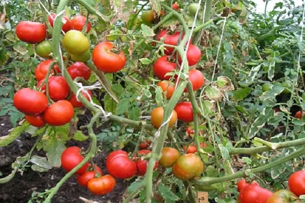 Tomato mihena