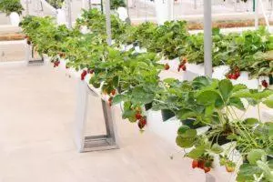Hur man gör en säng för horisontella odling jordgubbar i PVC-rör