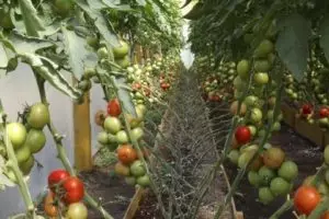 Característica e descrição das variedades de tomates insatisfeitos